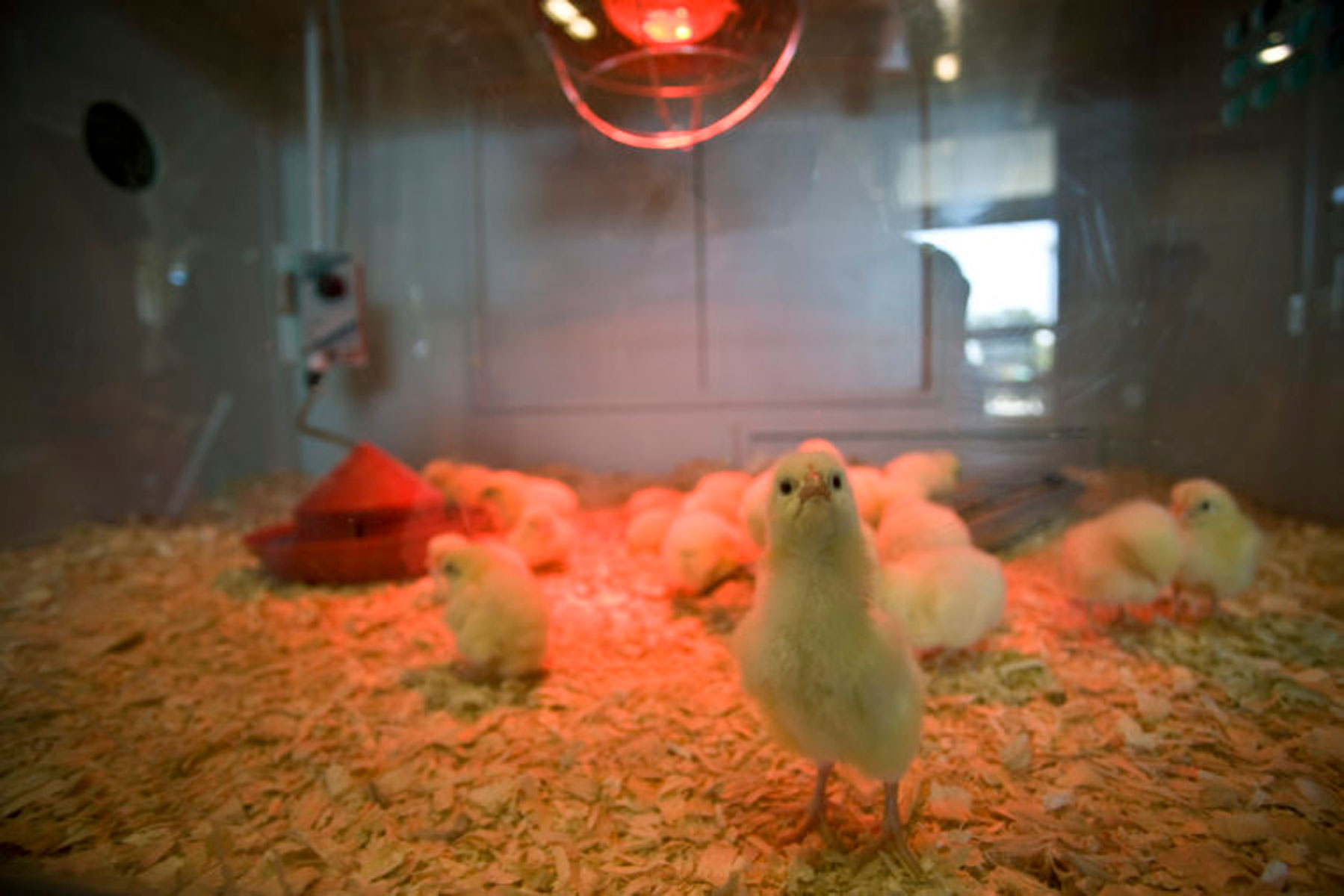 Keeping Chicks Warm: It's All About the Heat! - Backyard Poultry